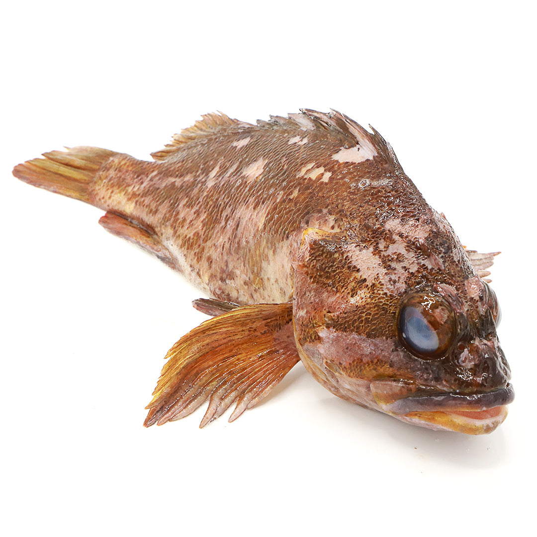 Red Spotted Grouper